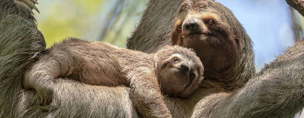 10 facts about sloths | ROL Cruise Blog