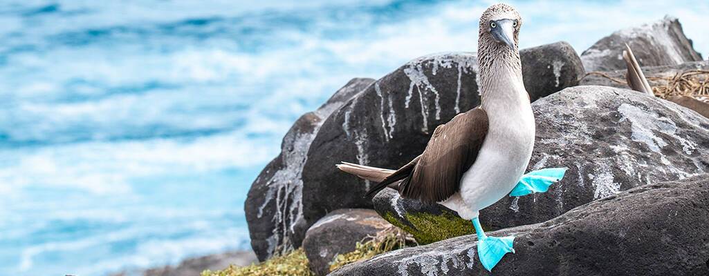 Jane Archer: The land where wildlife is king | ROL Cruise
