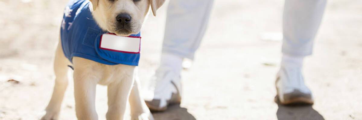 Guide dogs on cruise ships | ROL Cruise Blog
