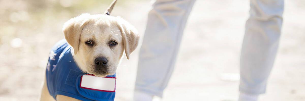 Guide dogs on cruise ships | ROL Cruise Blog