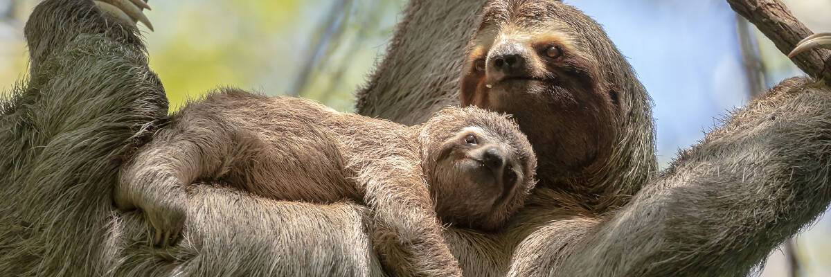 10 facts about sloths | ROL Cruise Blog