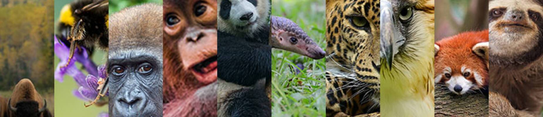 Wildlife conservation projects around the world | ROL Cruise Blog