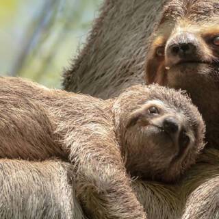 10 facts about sloths | ROL Cruise Blog