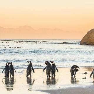 Penguins around the world, celebrating #WorldPenguinDay | ROL Cruise Blog
