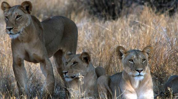 A complete guide to the Big 5 | ROL Cruise Blog