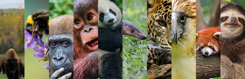 Wildlife conservation projects around the world | ROL Cruise Blog