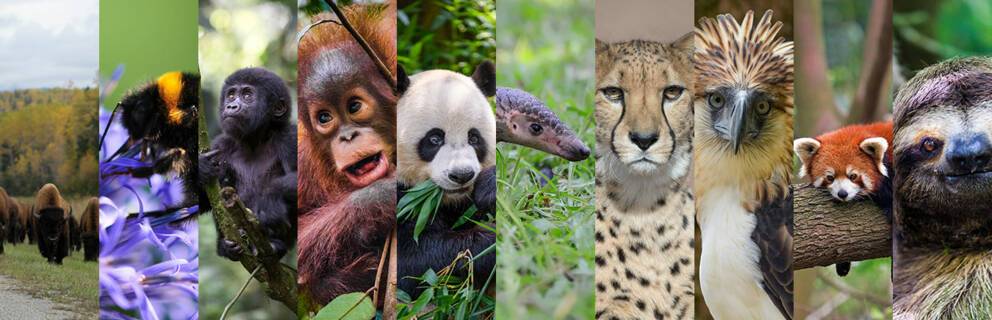 Wildlife conservation projects around the world | ROL Cruise Blog
