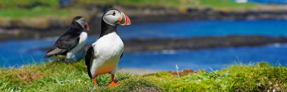 Jane Archer: A very British affair | ROL Cruise Blog