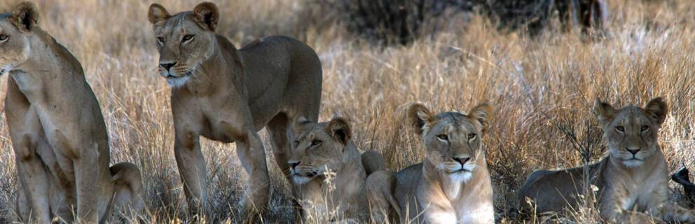 A complete guide to the Big 5 | ROL Cruise Blog