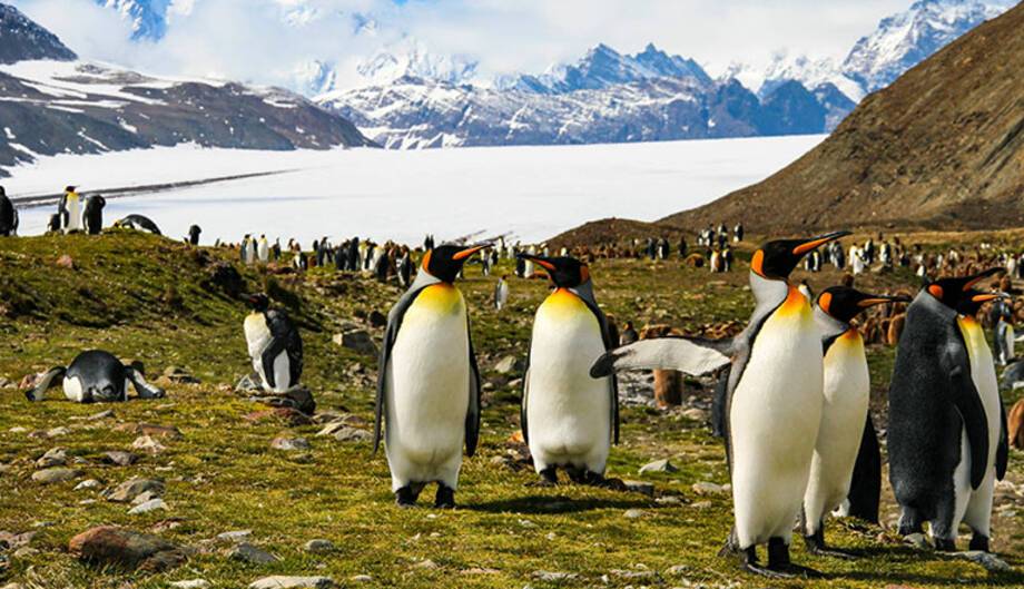 Seven Worlds, One Planet: Antarctica | ROL Cruise Blog