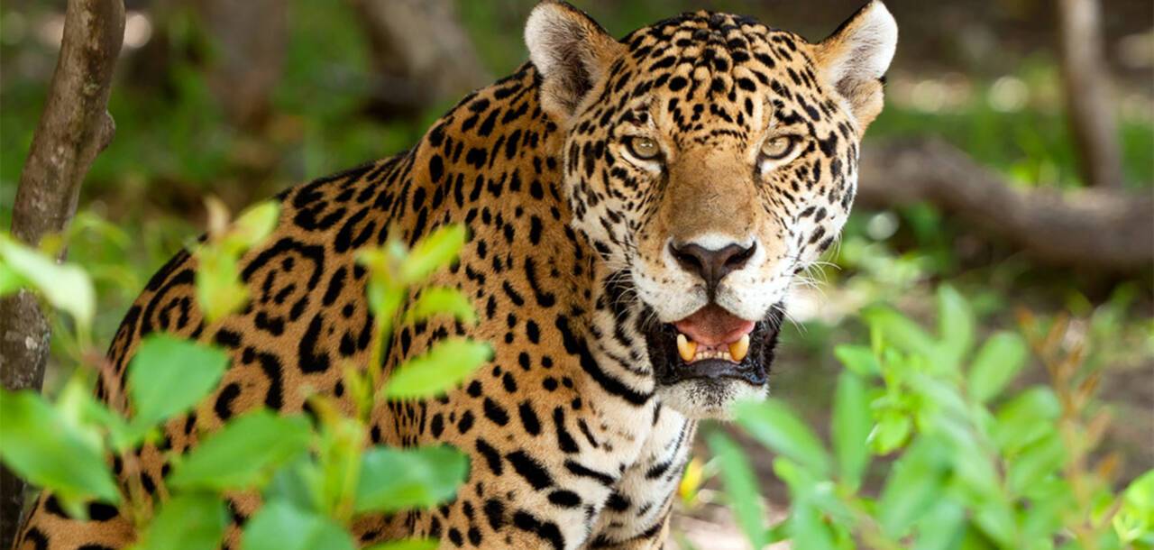 Latin American Animals