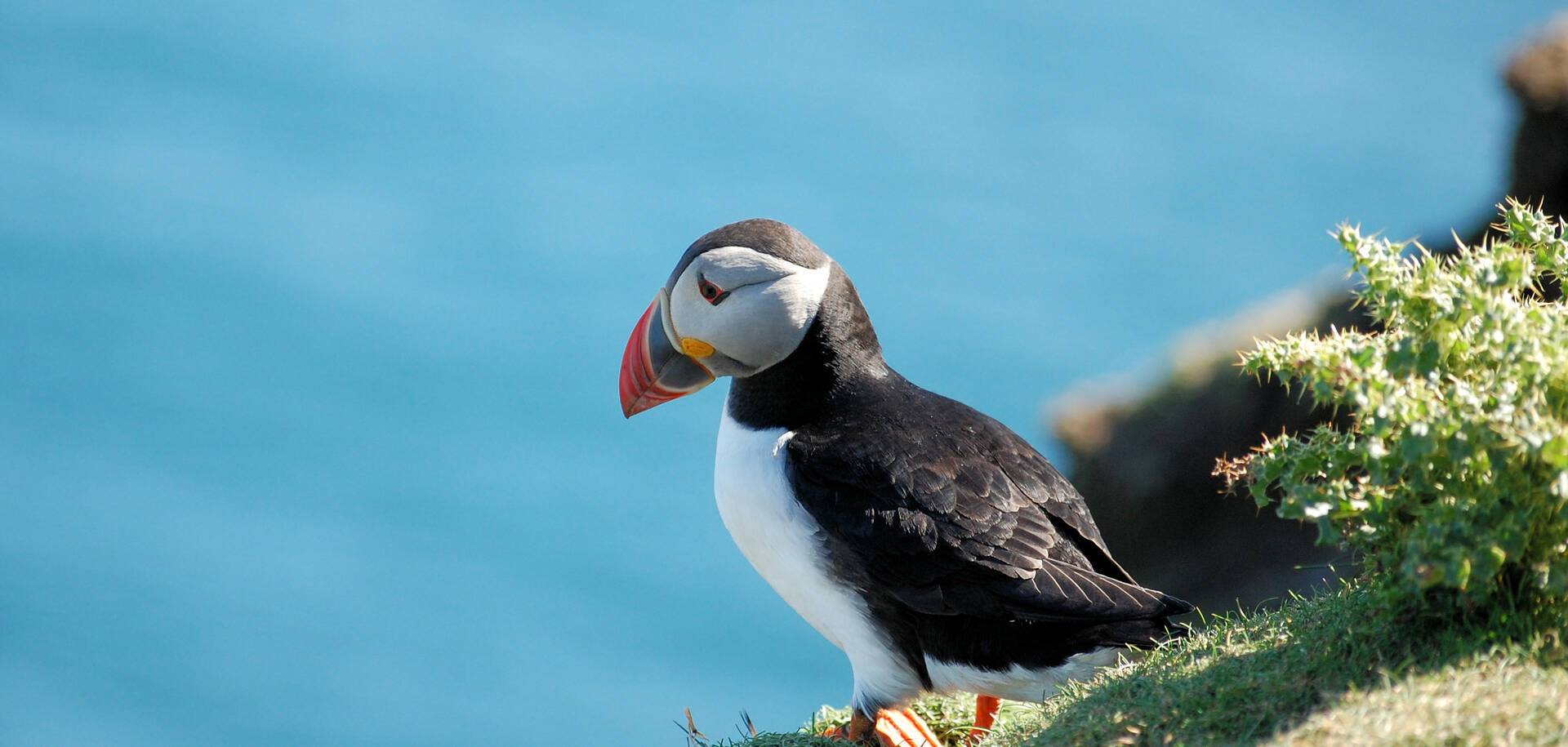 Lerwick Cruises 2024/25 | Cruises to Lerwick | ROL Cruise