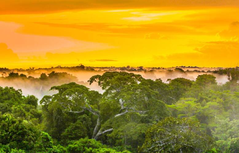 Legendary Amazon Explorer (28 nights) | 06 Jan 2028 | Zuiderdam ...