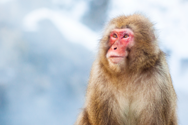 The Exclusive 2024 Japan & Snow Monkeys Exploration | ROL Cruise