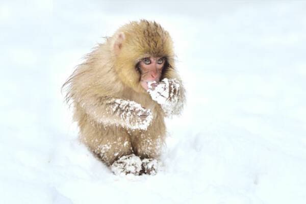 The Exclusive 2024 Japan & Snow Monkeys Exploration | ROL Cruise